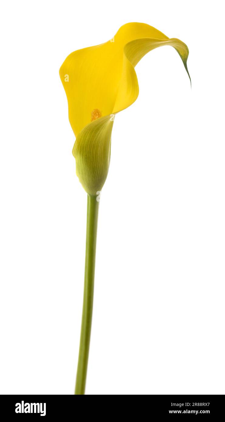 Yellow calla flower isolated on white background Stock Photo - Alamy