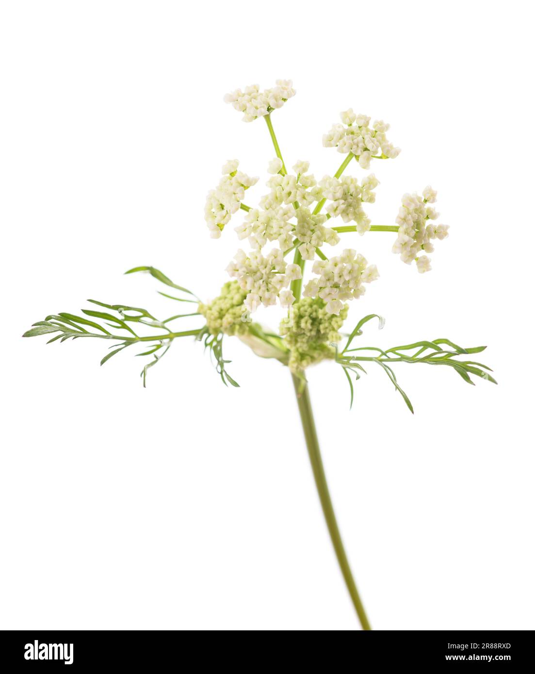 Carum carvi flowers isolated on white background Stock Photo - Alamy