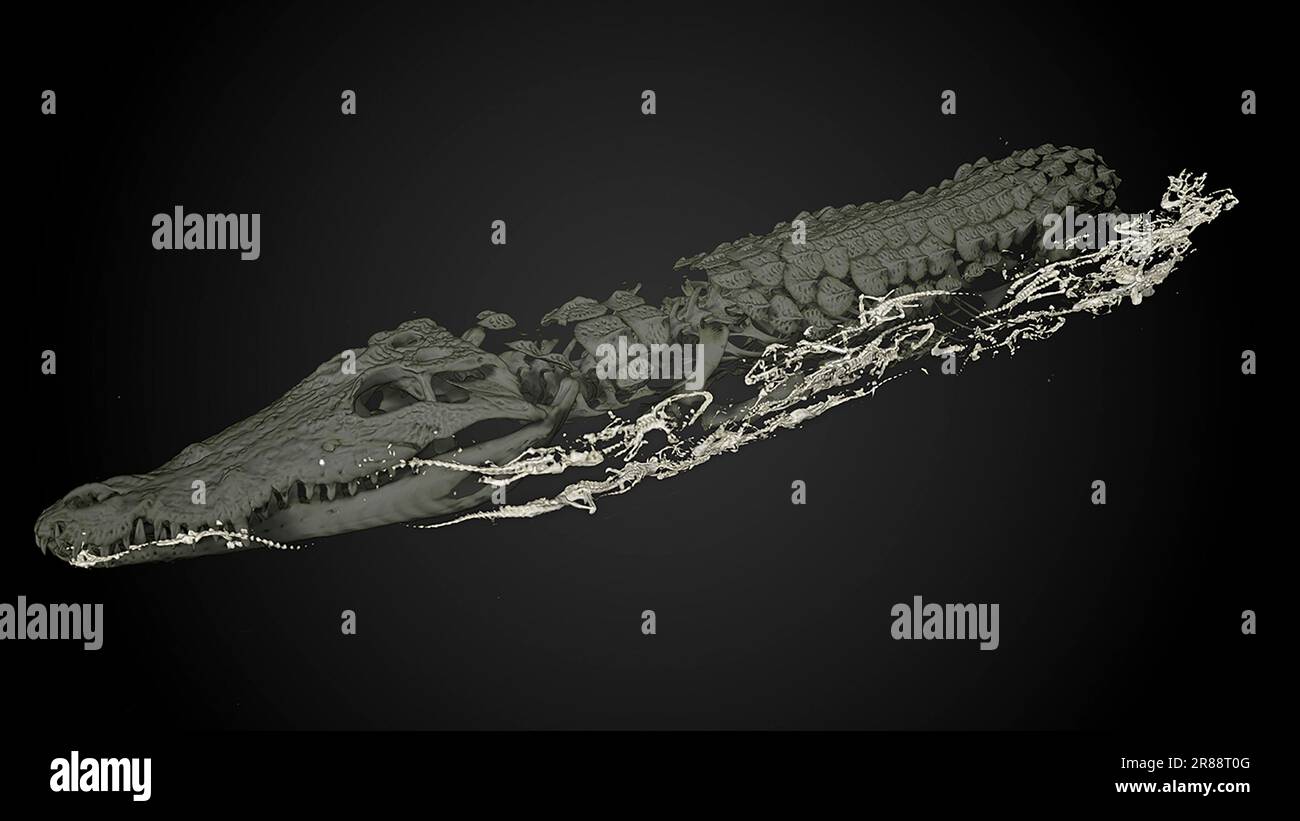 x-ray of a crocodile mummy Stock Photo - Alamy