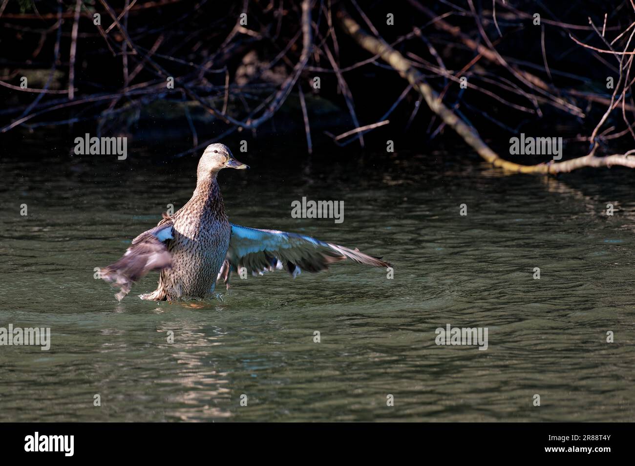 A brown duck floating serenely on the calm surface of a body of water ...