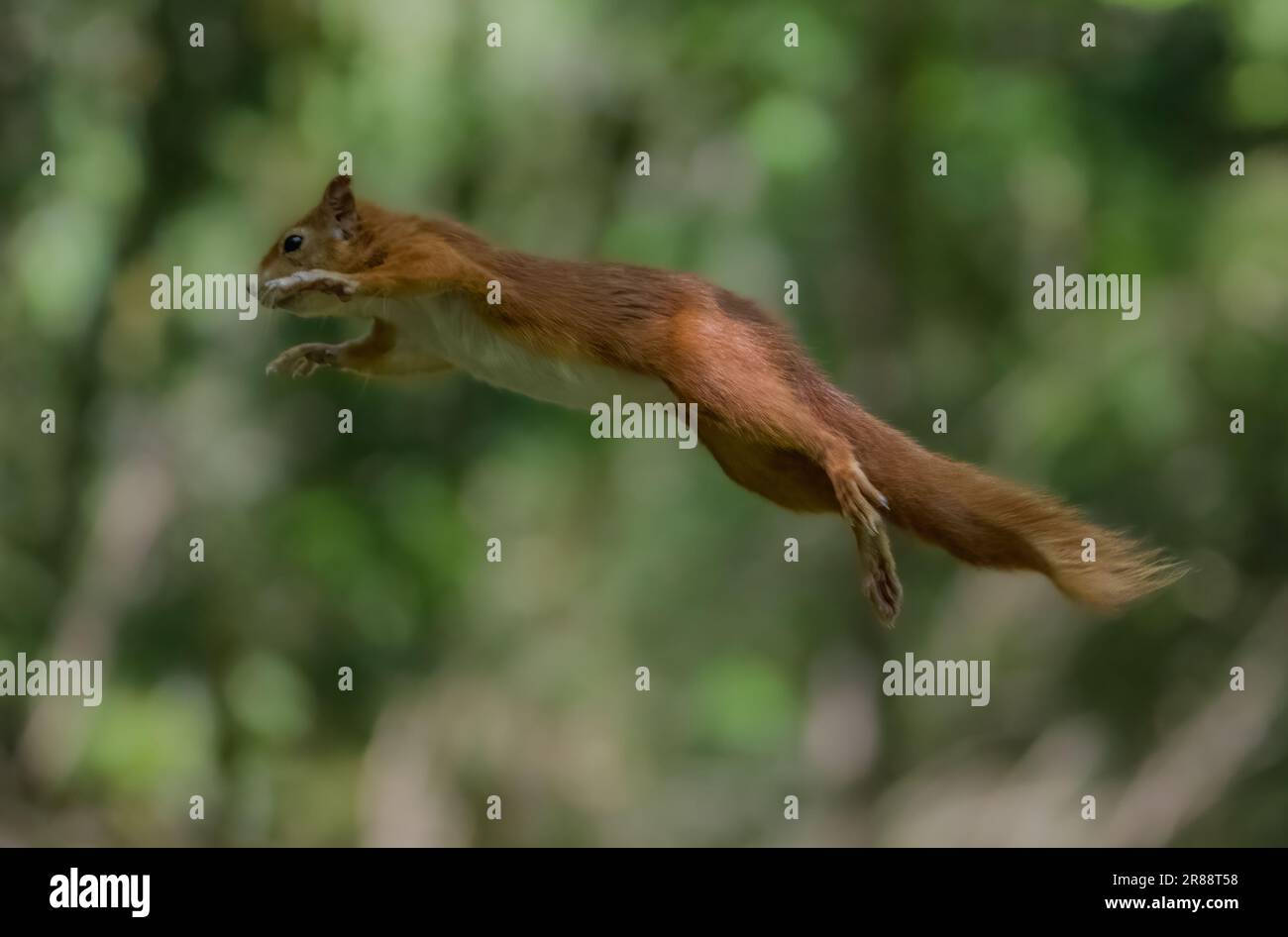 The red squirrel was compared to Superman. DOUNE; SCOTLAND: FUNNY ...