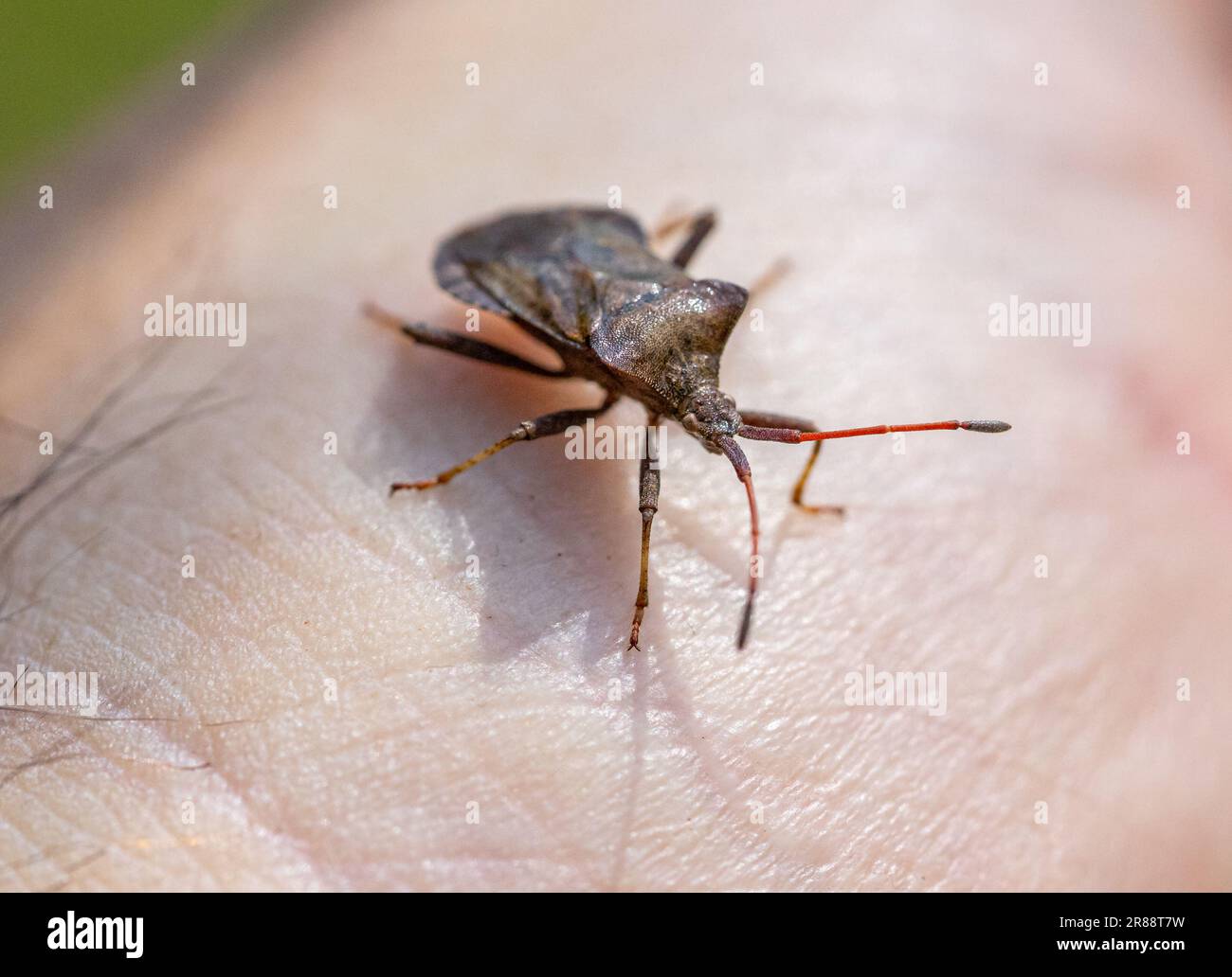 Stink Bugs (Pentatomidae) on a hand 01 Stock Photo - Alamy