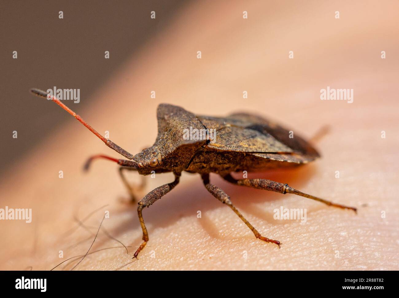 Stink Bugs (Pentatomidae) on a hand Stock Photo - Alamy