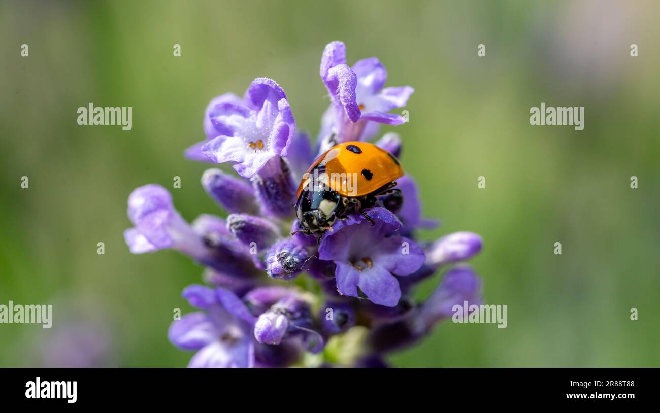 Closeup shot red ladybird on hi-res stock photography and images - Alamy