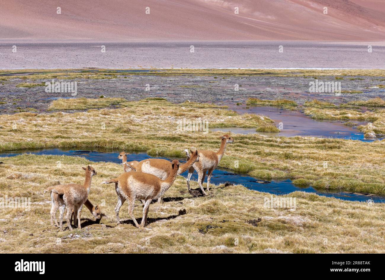 Vicunas at a creek in high altitude at the Paso de Jama, one of the ...