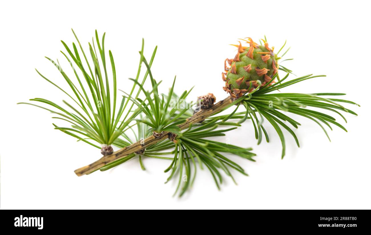 Larix decidua twig hi-res stock photography and images - Alamy