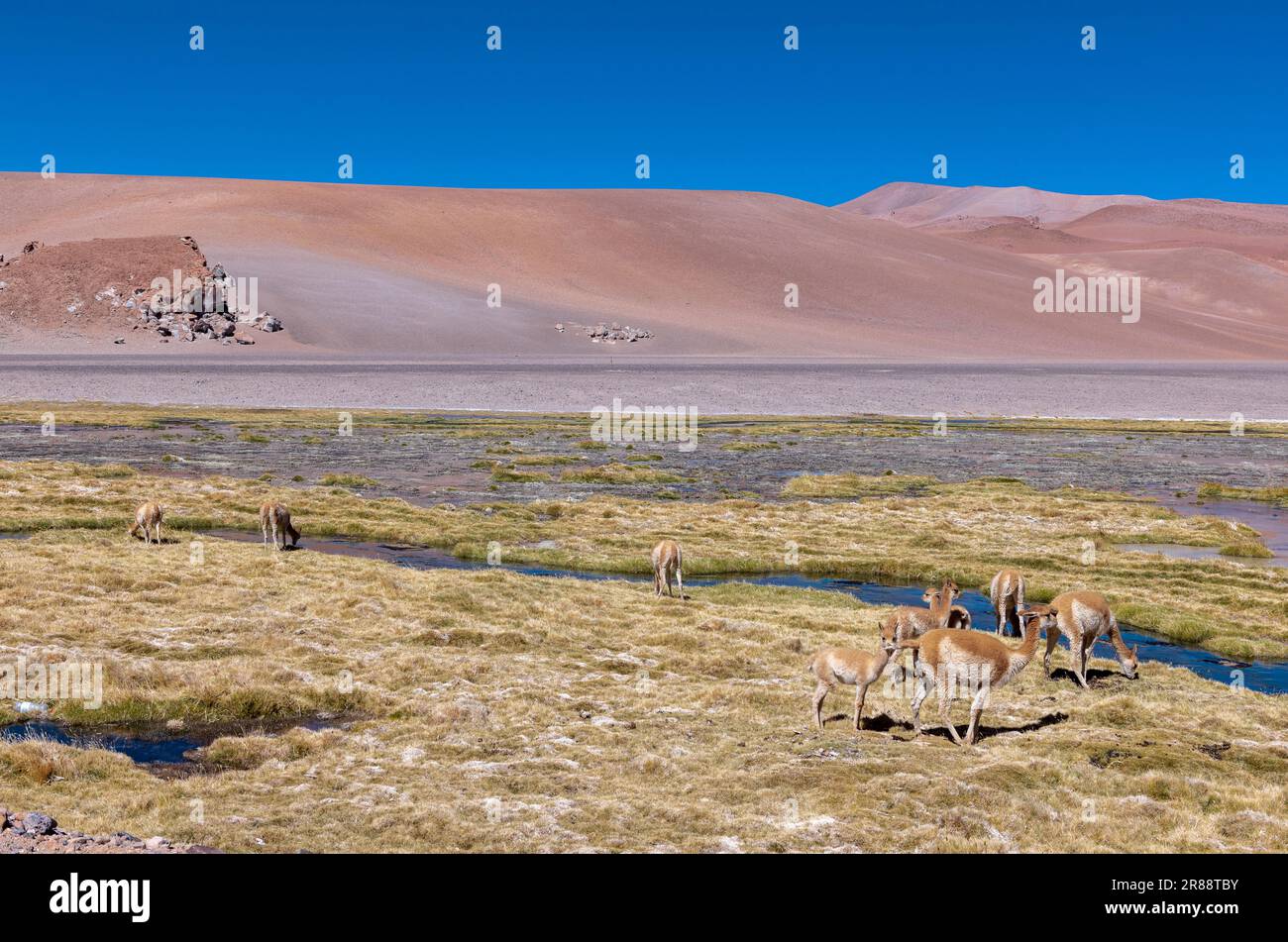 Vicunas at a creek in high altitude at the Paso de Jama, one of the ...