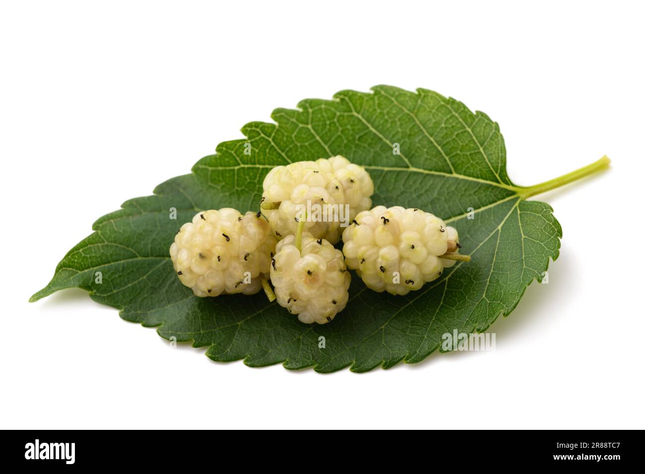 White mulberry leaf with fruits isolated on white background Stock ...