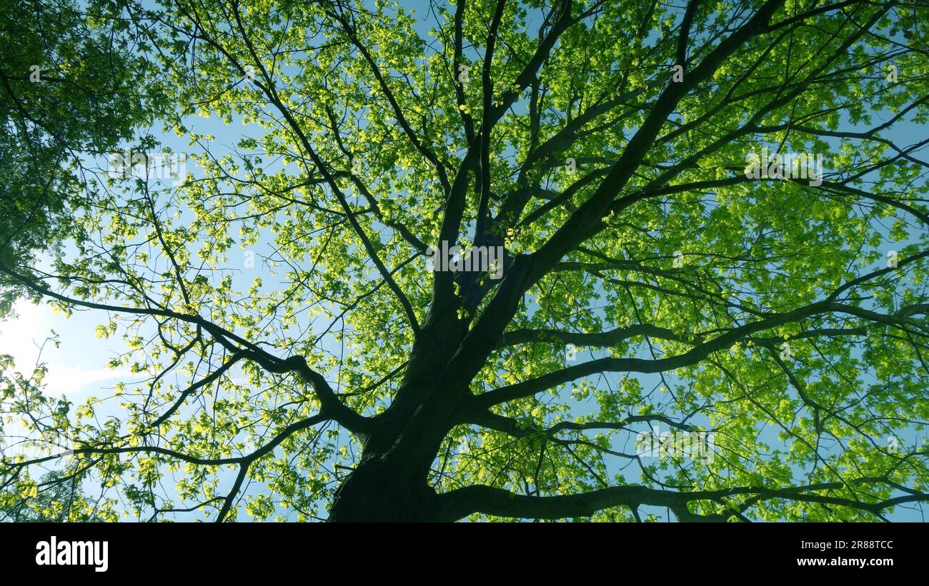 low angle view of summer trees with green foliage Stock Photo - Alamy