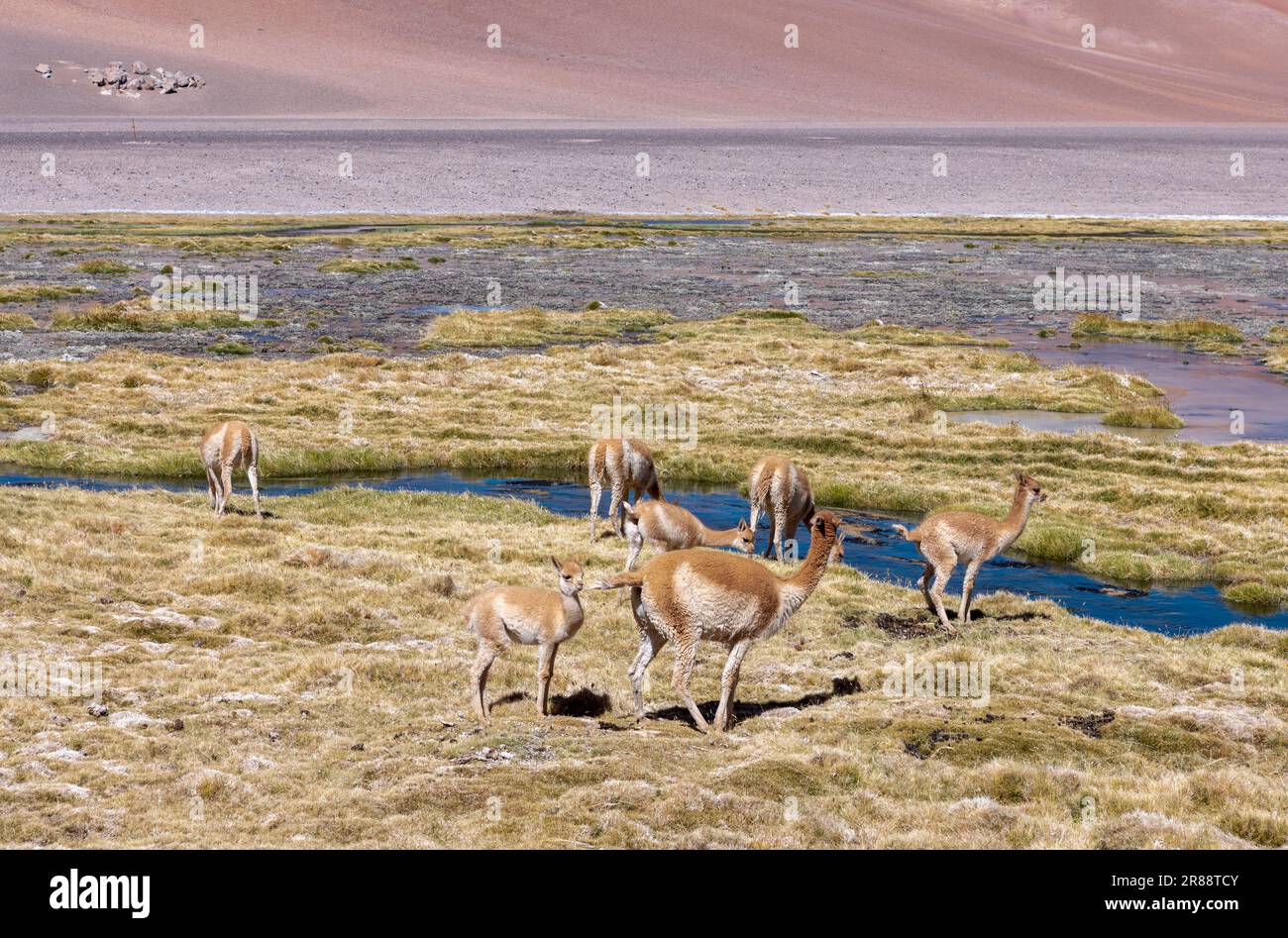 Vicunas at a creek in high altitude at the Paso de Jama, one of the ...