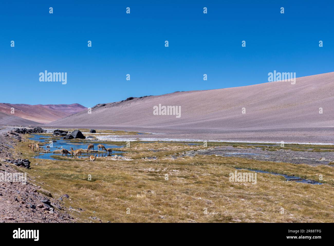Vicunas at a creek in high altitude at the Paso de Jama, one of the ...