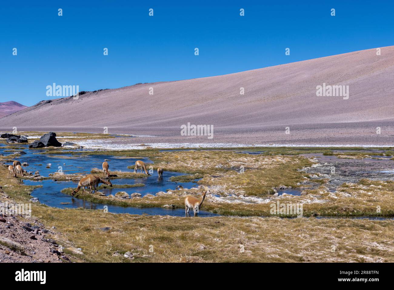 Vicunas at a creek in high altitude at the Paso de Jama, one of the ...