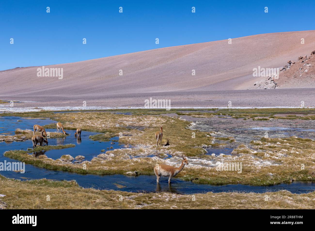 Vicunas at a creek in high altitude at the Paso de Jama, one of the ...