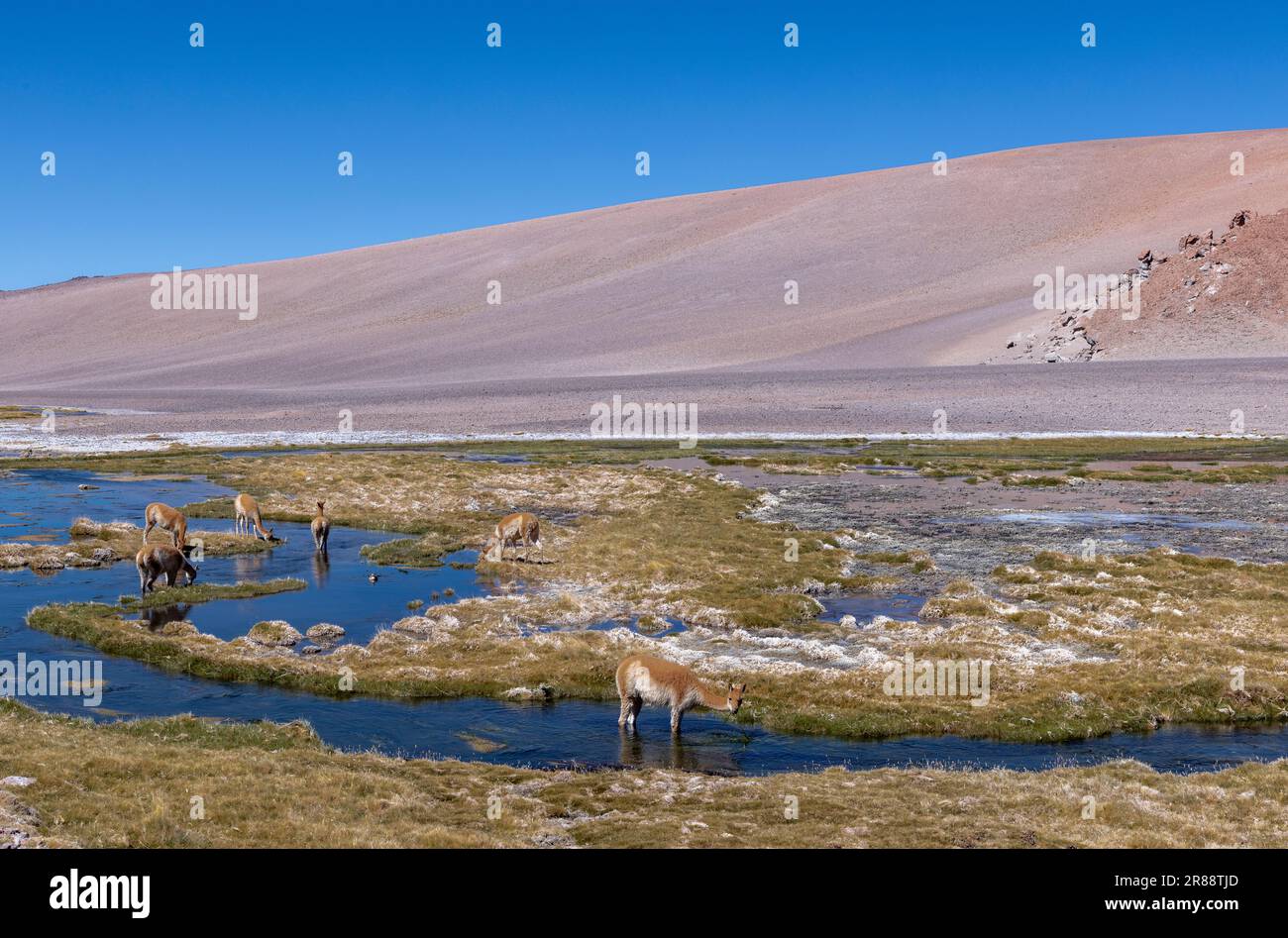 Vicunas at a creek in high altitude at the Paso de Jama, one of the ...