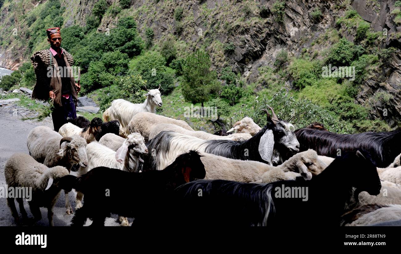 Shepherd with flocks hi-res stock photography and images - Alamy