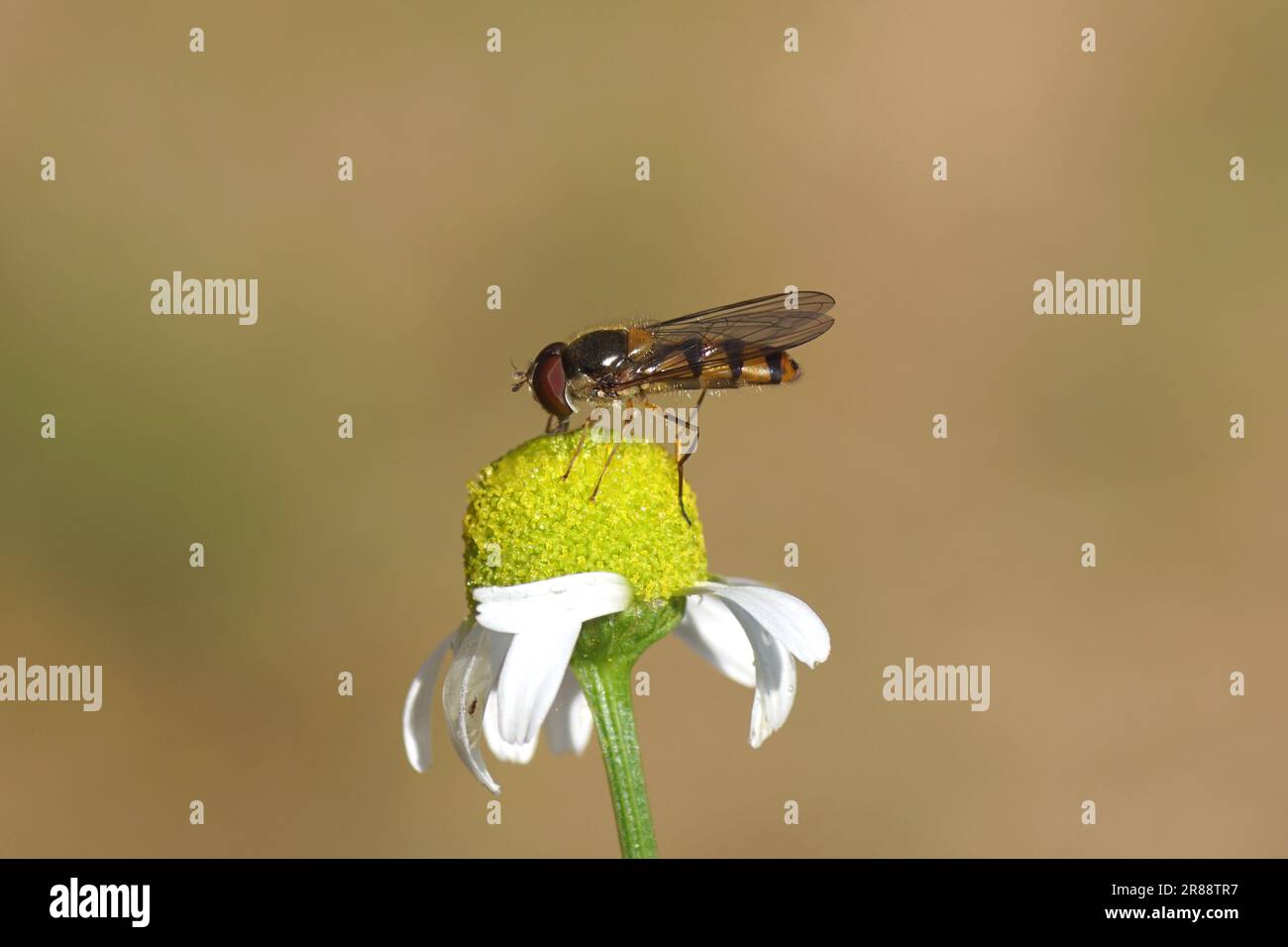 Close up male hoverfly Meliscaeva auricollis, family hoverflies (Syrphidae) on flowers of ...