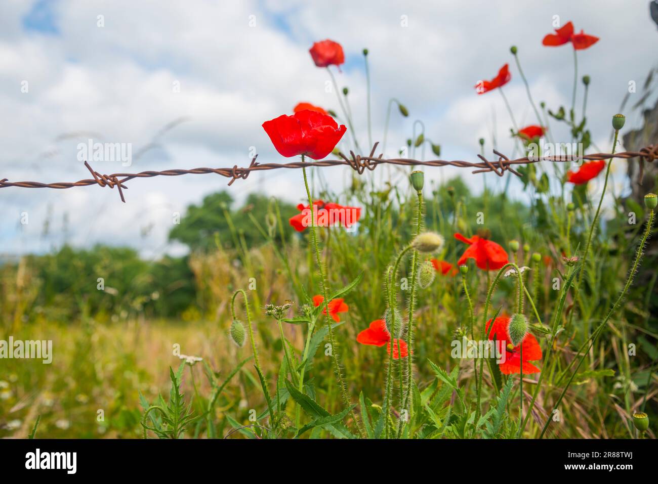 Poppy flowers and barbed wire Stock Photo - Alamy