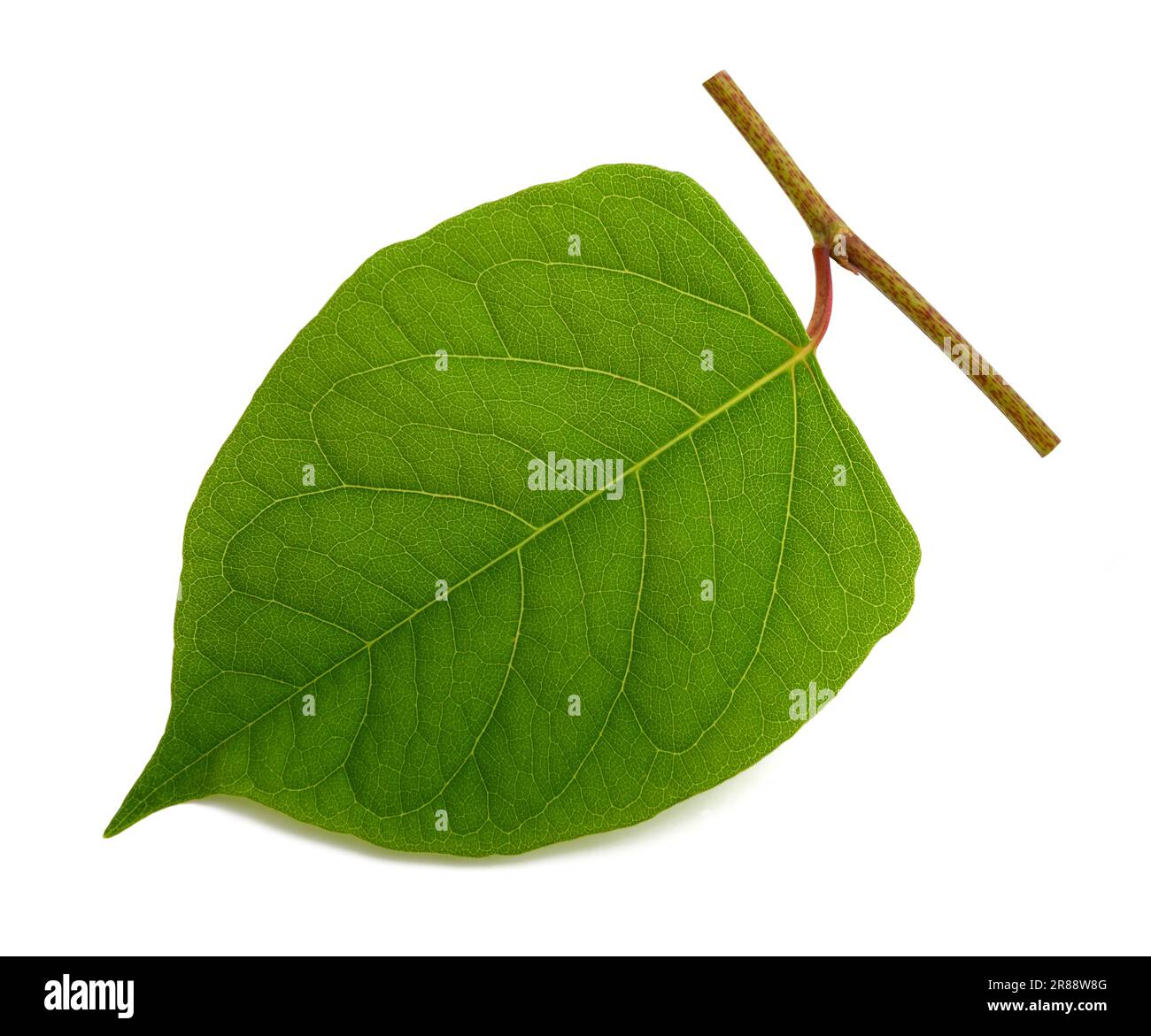 Asian knotweed leaf isolated on white background Stock Photo - Alamy