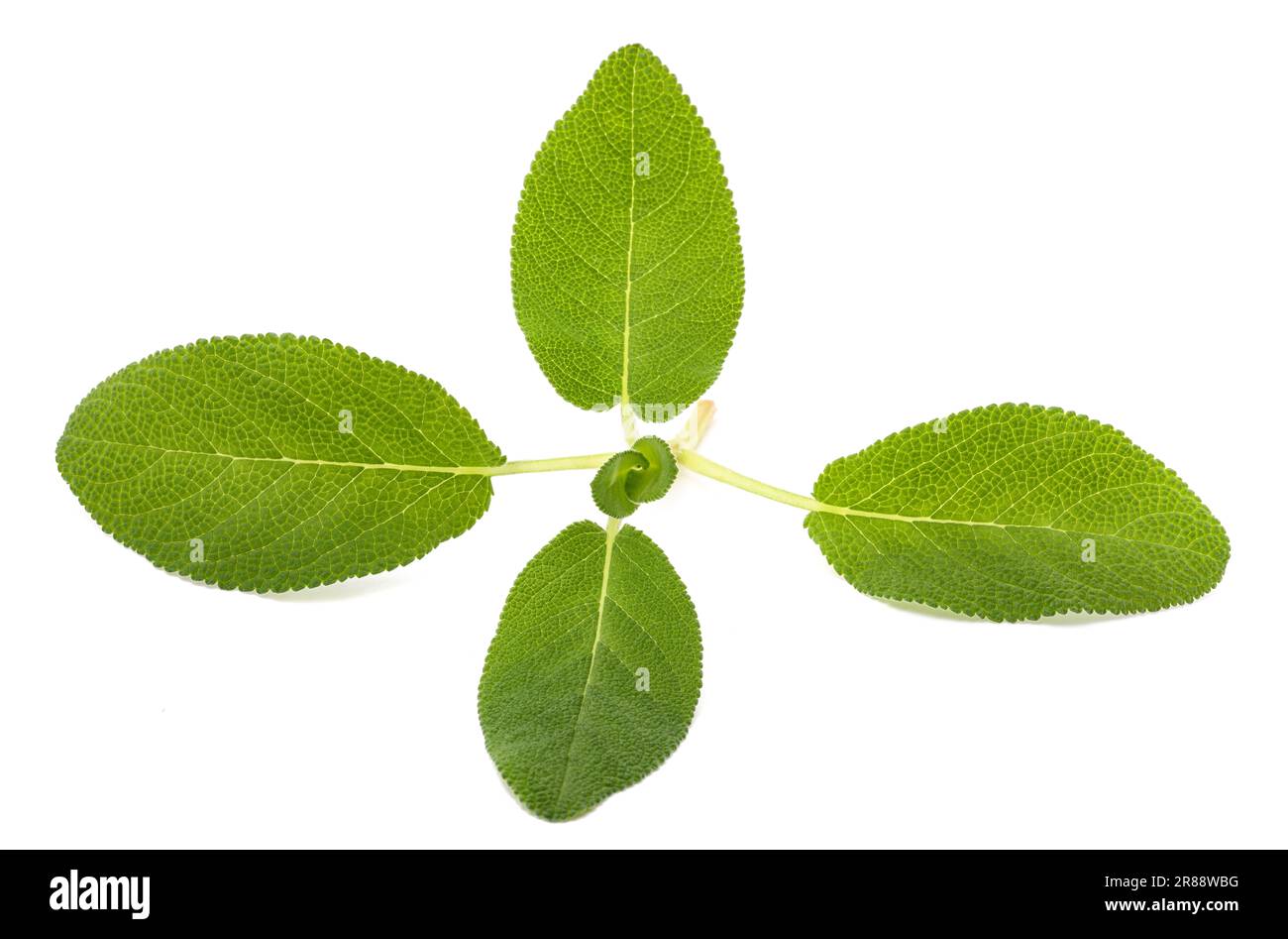 Fresh sage sprig isolated on white background Stock Photo - Alamy