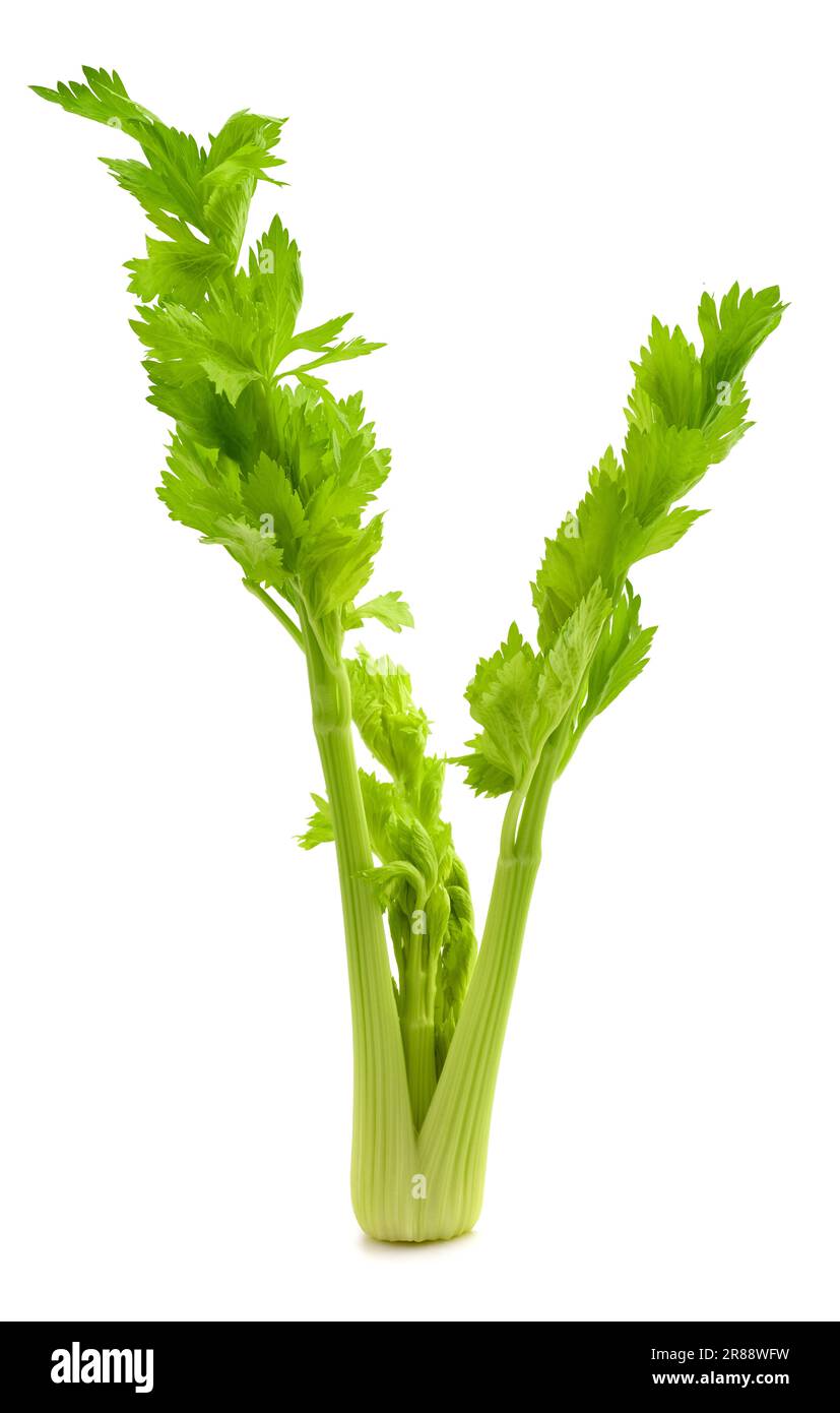 Fresh celery isolated on white background Stock Photo - Alamy
