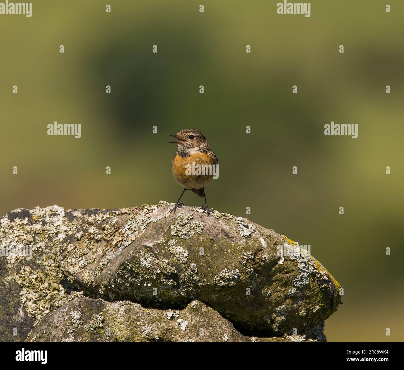 Gavin rowley bird photographer hi-res stock photography and images - Alamy