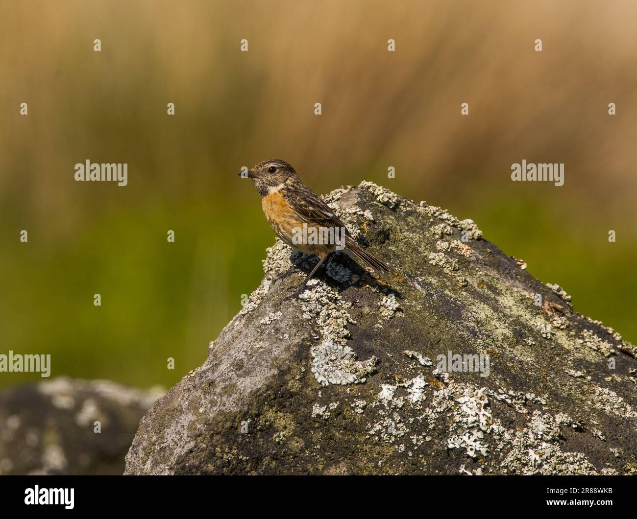 Gavin stone hi-res stock photography and images - Alamy