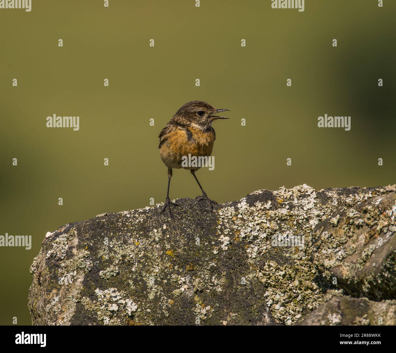 Gavin rowley bird photographer hi-res stock photography and images - Alamy