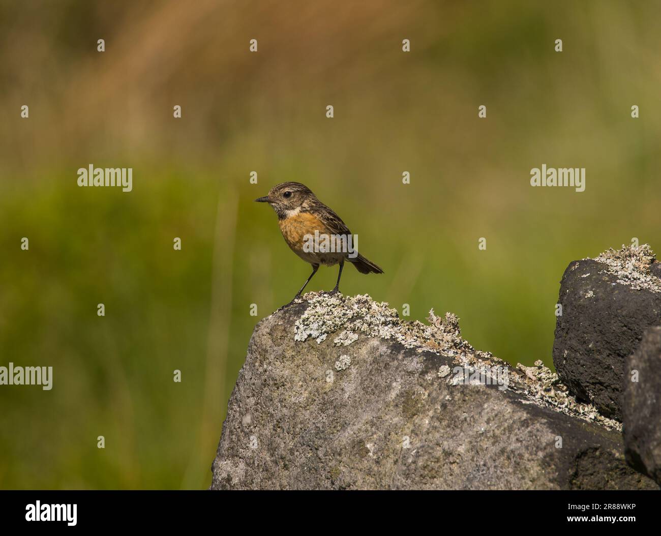 Gavin rowley bird photographer hi-res stock photography and images - Alamy