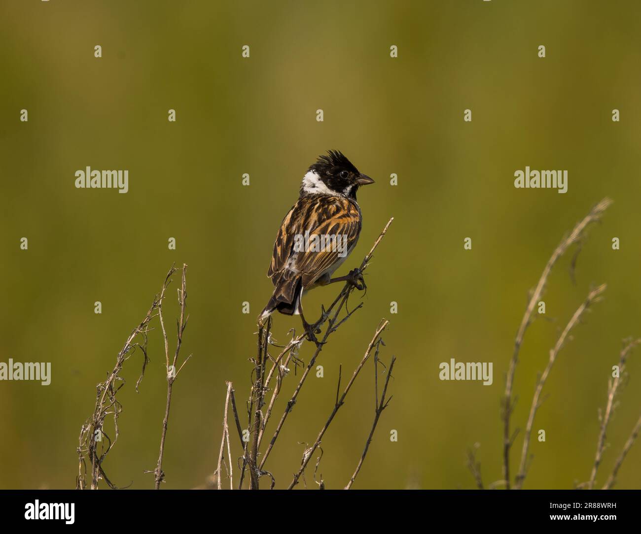 Gavin rowley bird photographer hi-res stock photography and images - Alamy