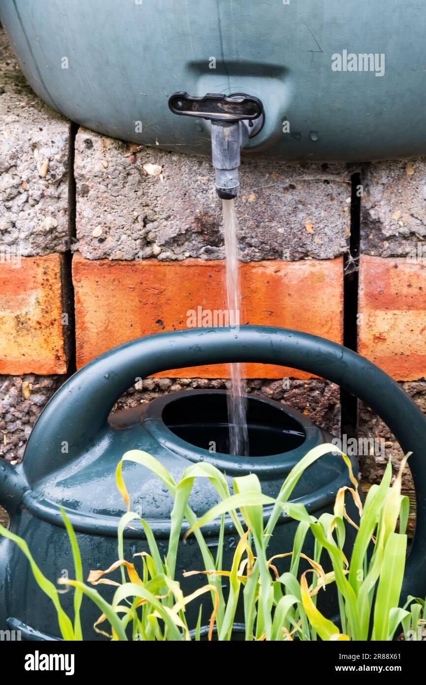 Watering can being filled from a plastic rainwater butt Stock Photo - Alamy