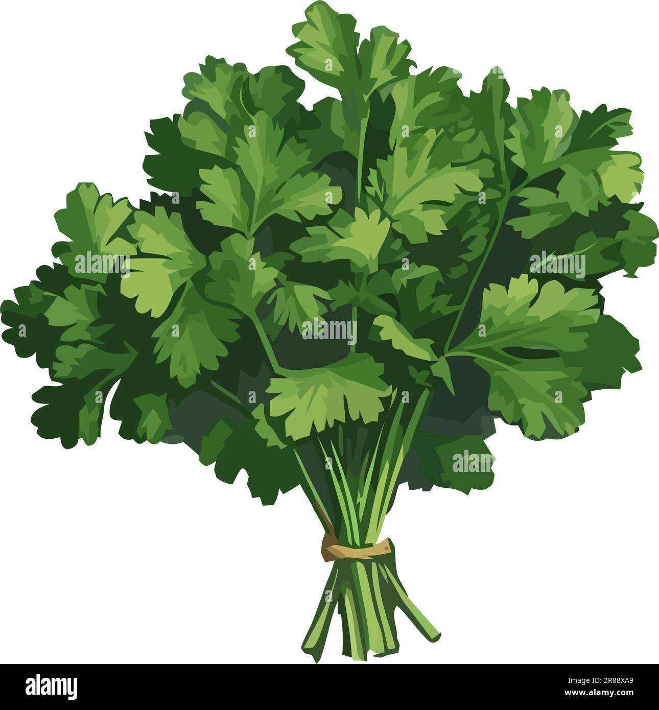 Fresh parsley bundle, healthy seasoning Stock Vector Image & Art - Alamy