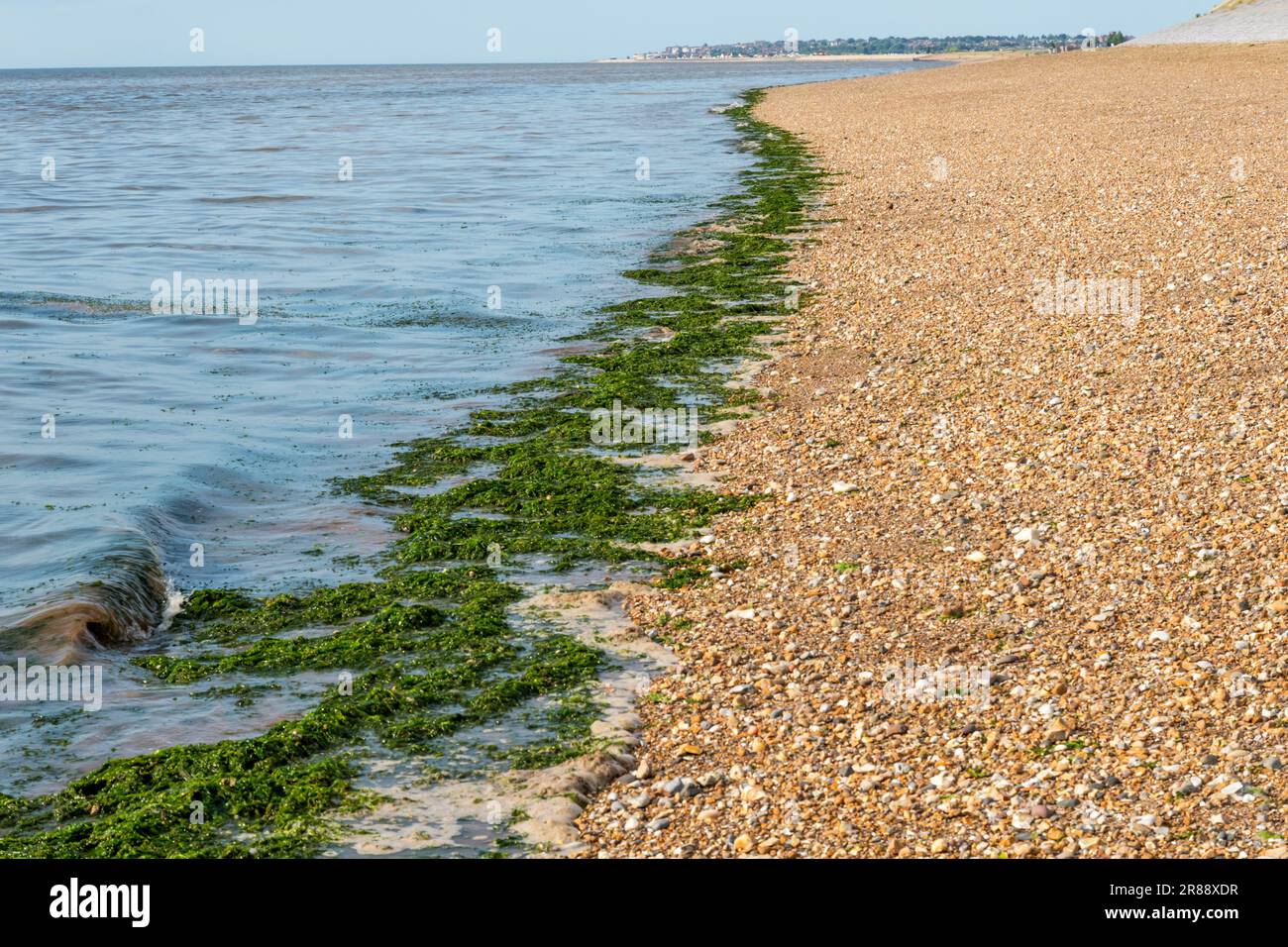 Seaweed washed up at the tide line on the east shore of The Wash Stock ...