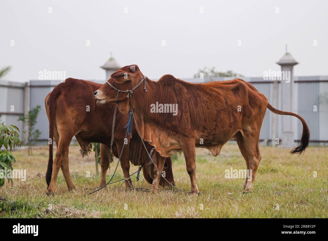 Sahiwal Cow