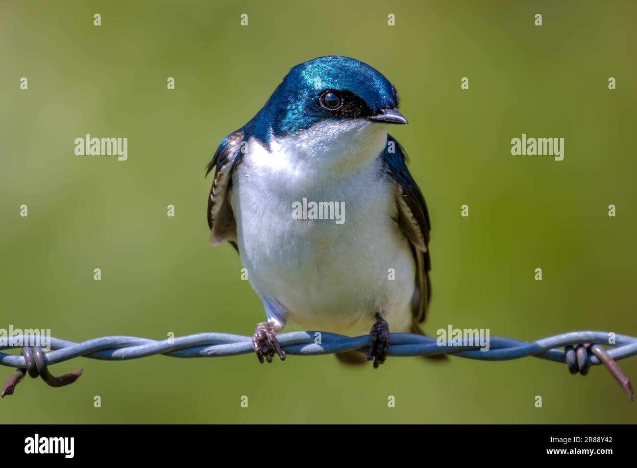 Tree swallow Sitting on Fence, Cowboy National Wildlife Refuge ...