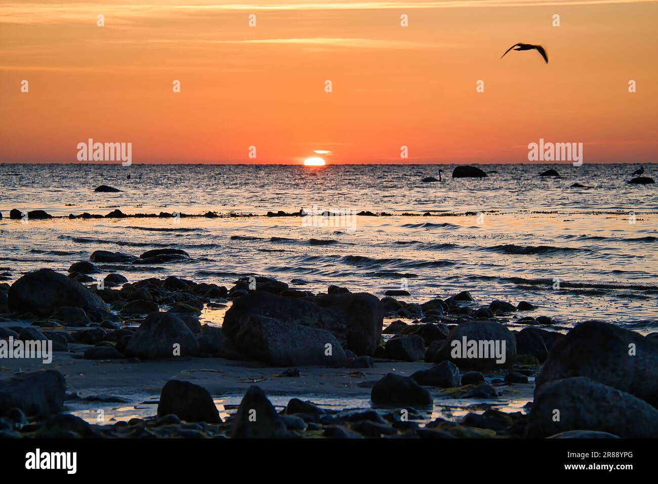 Sunset, stone beach with small and large rocks in front of the ...