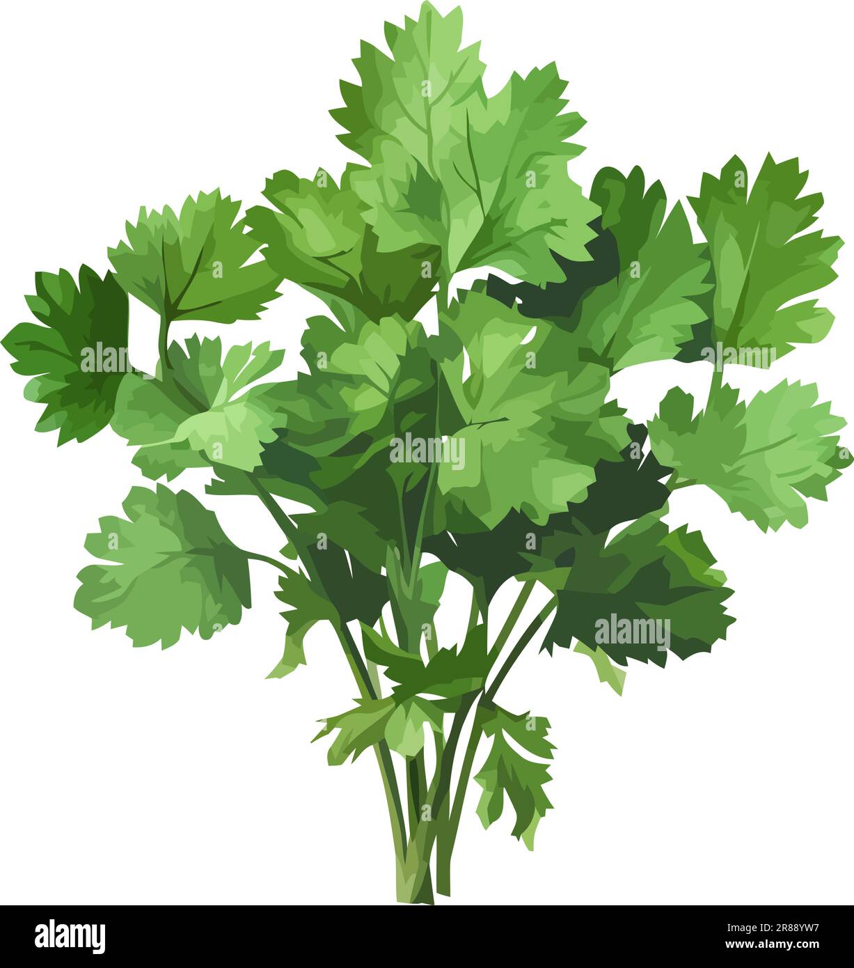 Fresh parsley bundle for healthy eating Stock Vector Image & Art - Alamy