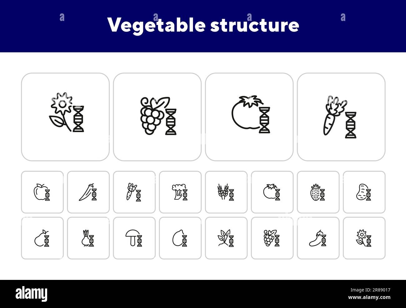 Vegetable structure line icon set Stock Vector Image & Art - Alamy