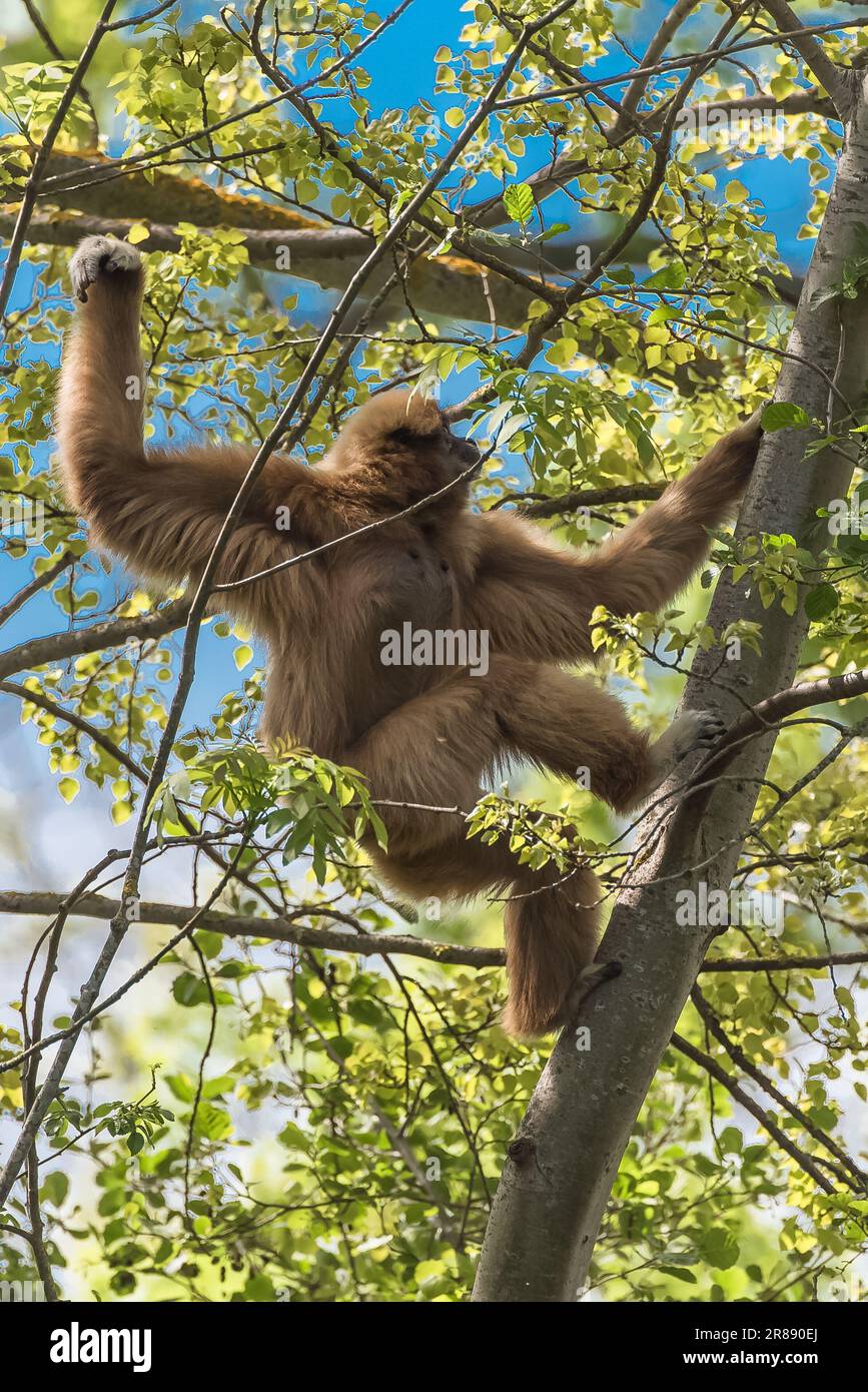 A gibbon, a species of great ape, scaling a tall tree in its natural ...
