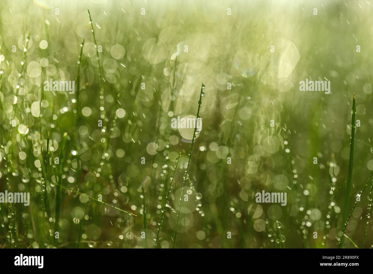 Beautiful fresh and juicy green grass and dripping rain abstract ...