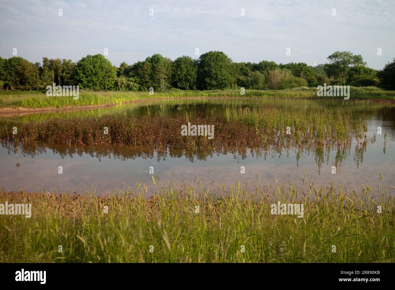 Riverside pond hi-res stock photography and images - Alamy