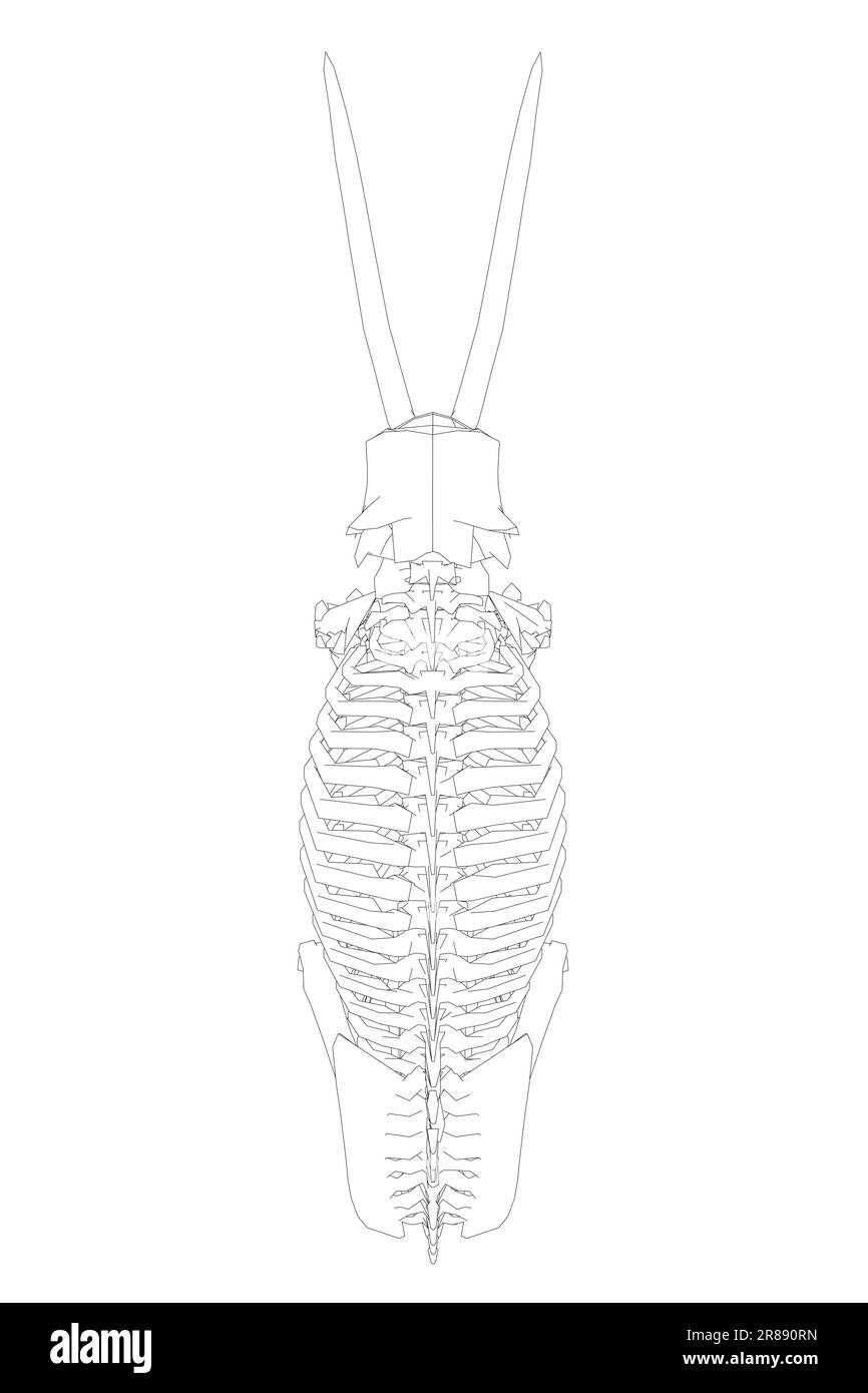 Vector Illustration of outline Mammoth Skeleton on Isolated White ...