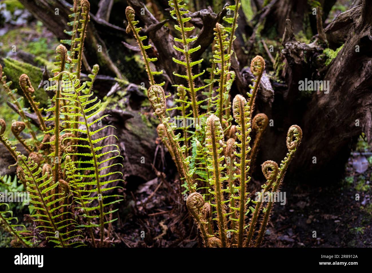 The fronds of a fern unfurling in a woodland in Cornwall in the UK ...