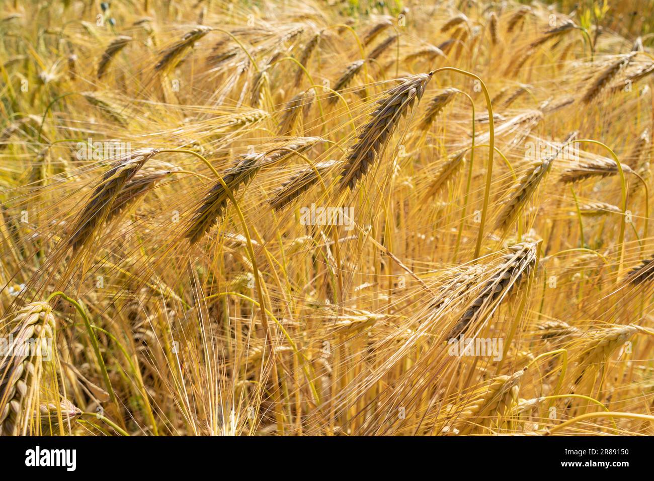 Barley corn hi-res stock photography and images - Alamy