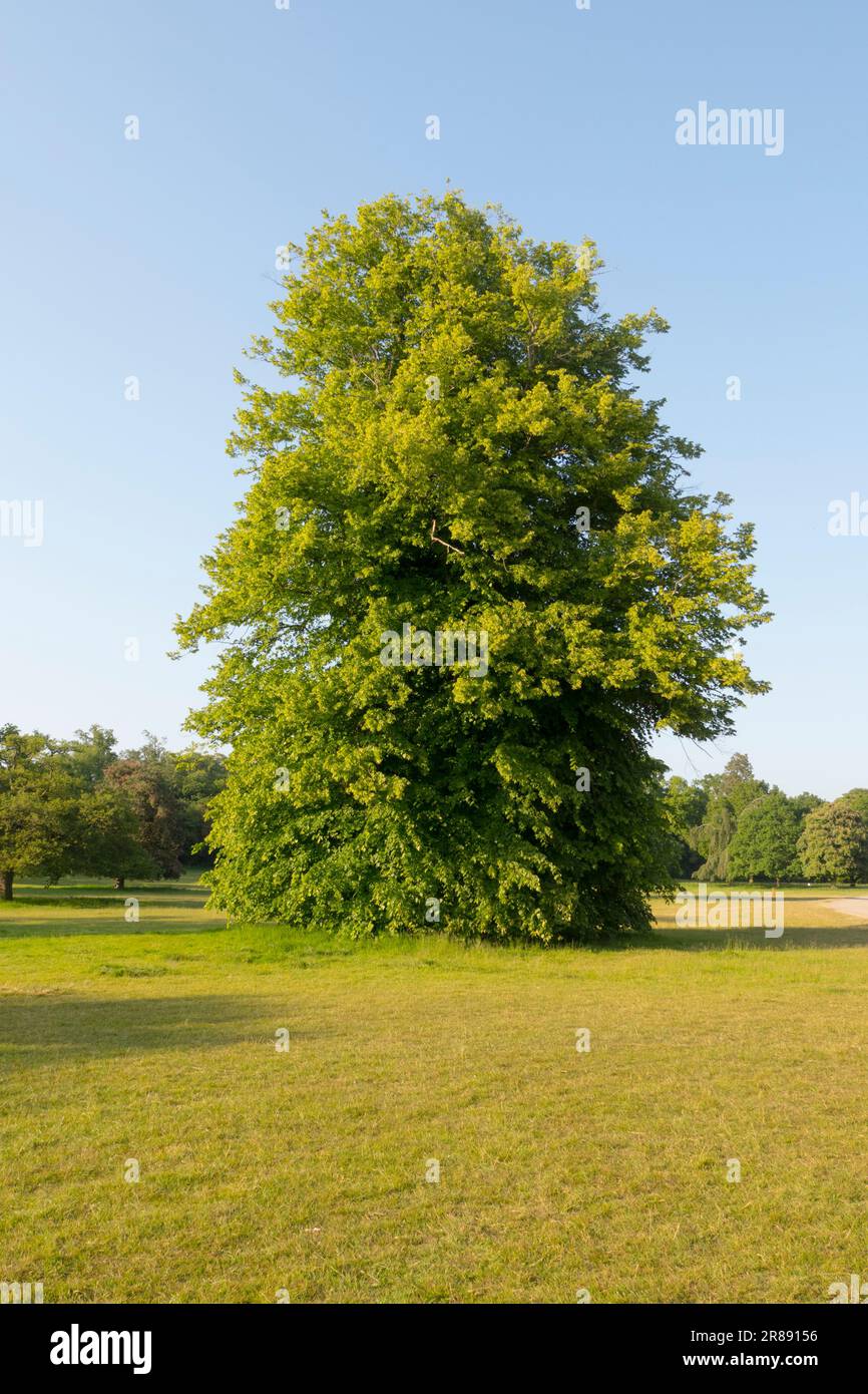 common Lime tree Stock Photo - Alamy