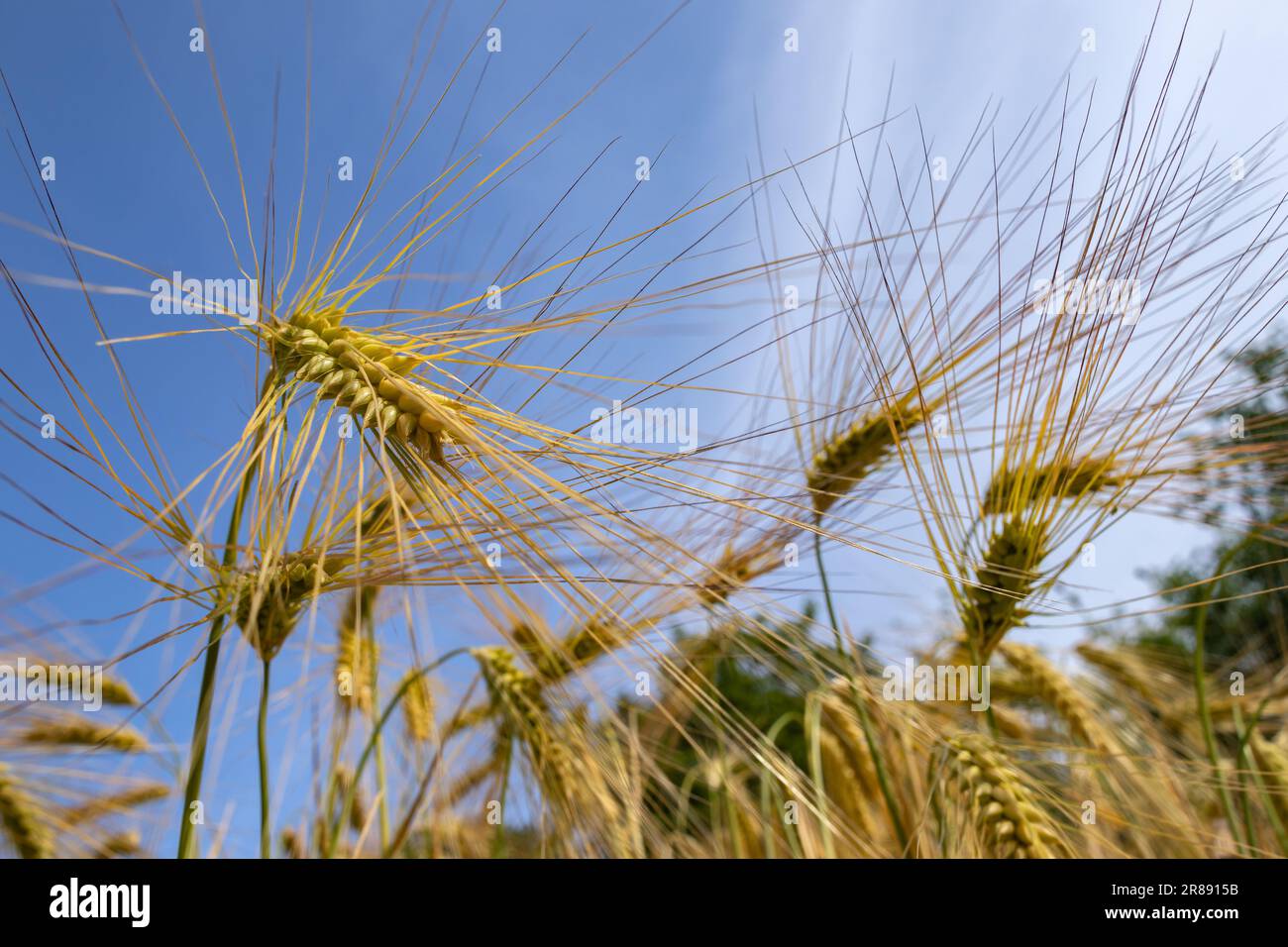 Barley ripe hi-res stock photography and images - Alamy