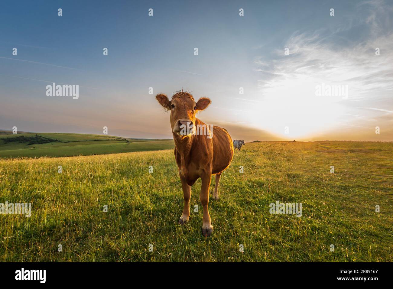A photograph of a cow on Kingston Ridge in the South Downs, taken with ...