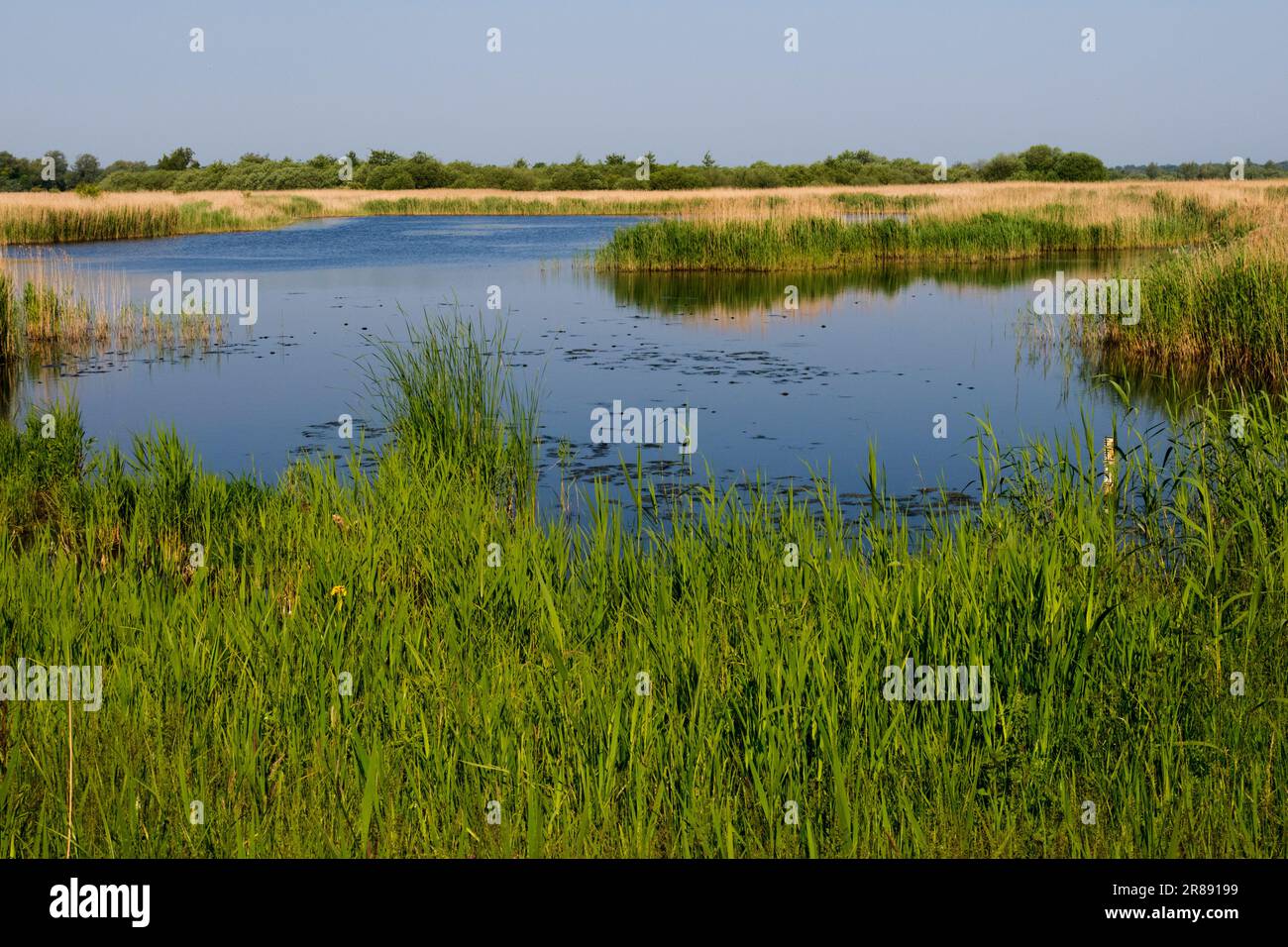 Lake at strumpshaw Fen Norfolk UK Stock Photo - Alamy