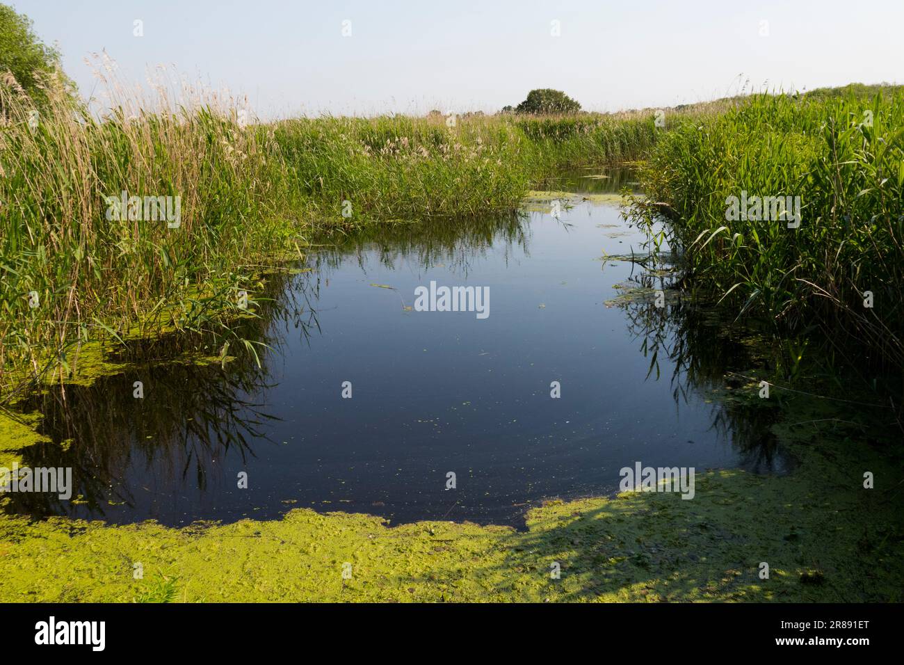 Strumpshaw fen nature reserve hi-res stock photography and images - Alamy
