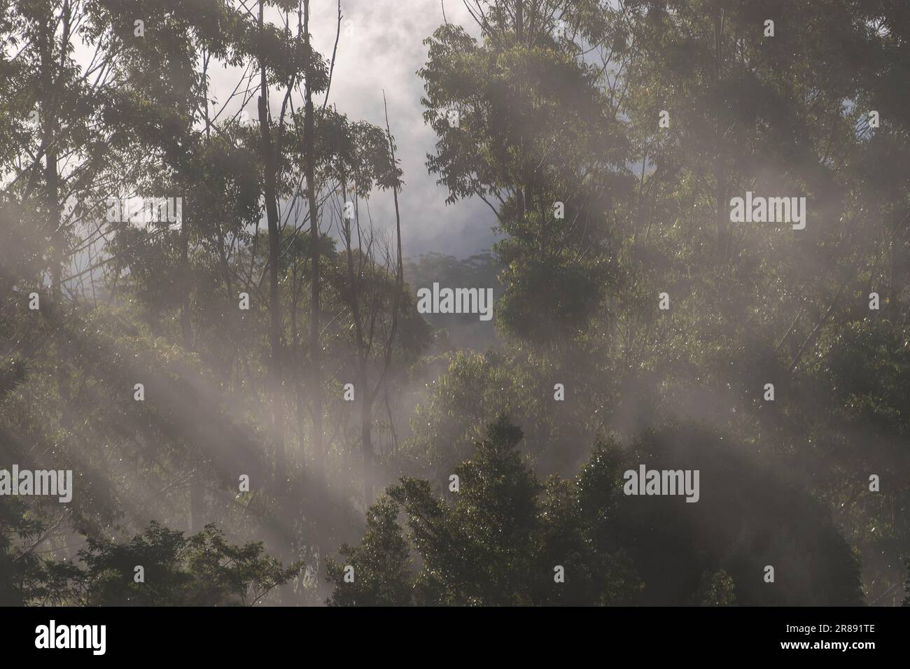 Diagonal shafts of sunlight through mist around tall eucalypts (gum ...
