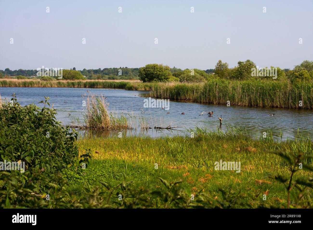 Strumpshaw fe hi-res stock photography and images - Alamy
